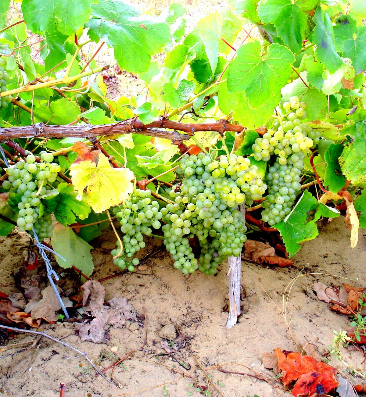 Adega Regional de Colares, Colares - Clark Foyster Wines